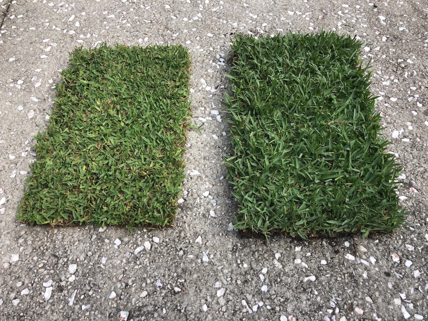 CitraBlueTM St. Augustine | Grass Types | Star Turf Farms