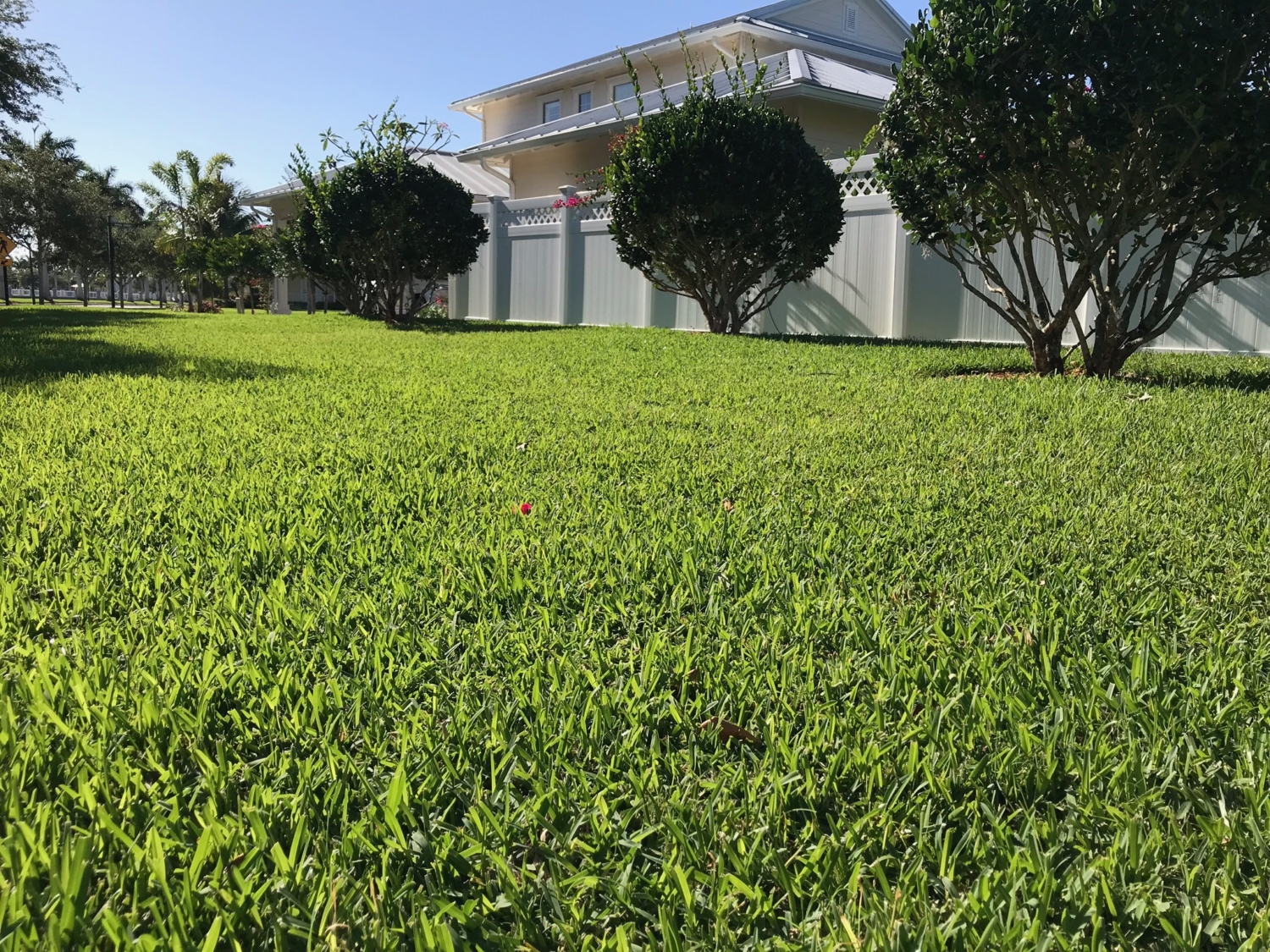 Floratam St. Augustine | Sod Types | Star Turf Farms
